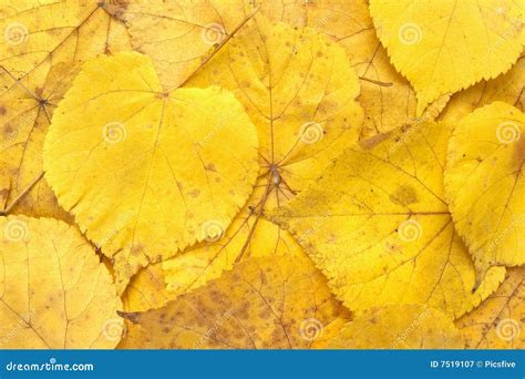 Leaf 10 Stock Image Image Of Botany Season Closeup 7519107