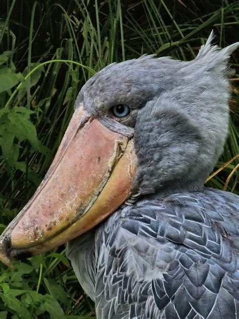 Pin By Nancy Beasanski On Shoebill Storks Shoebill Stork Shoebill Stork