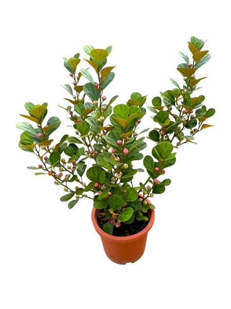 Ficus Microcarpa Foliage • Teo Joo Guan