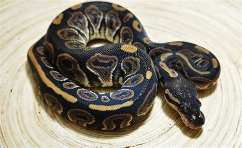 Black Pastel Ball Python Traits Morphpedia Black Pastel Ball Python Traits Morphpedia