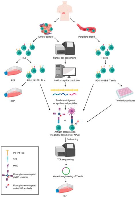 Strategies For T Cell Selection For Adoptive Cell Therapy Act Of