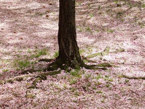 Trees With Deep Roots Including Invasive Varieties
