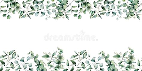 Eucalyptus Border Stock Illustrations 27944 Eucalyptus Border Stock