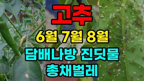 고추 6월 7월 8월 담배나방 진딧물 총채벌레 싹 없애는 방법 Youtube