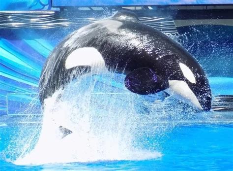 Makaio Swo Seaworld Marine Mammal Wiki Fandom