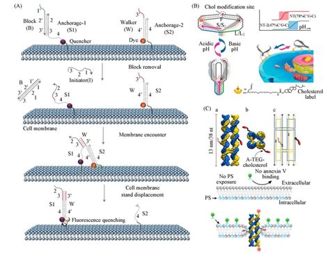 Schematic Illustration Of Using A Dna Probe To Monitor Dynamic And Download Scientific Diagram