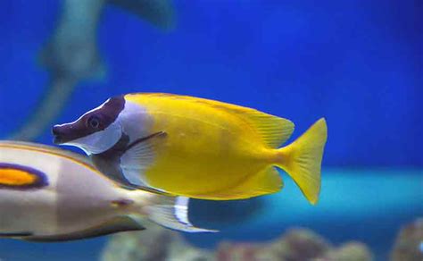 Foxface Rabbitfish Care 101 A Complete Guide For Tank Setup Feeding