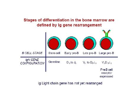 Antibody Structure Function And Diversity Lymphocyte Maturation Overview