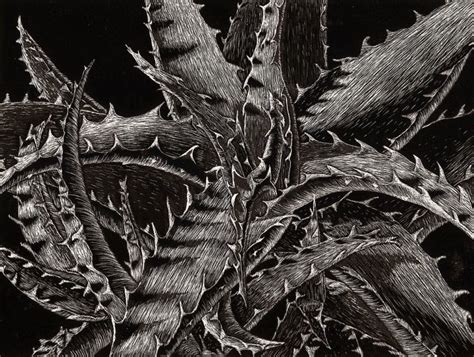Cynthia Armstrong Nature Illustration In Scratchboard Online