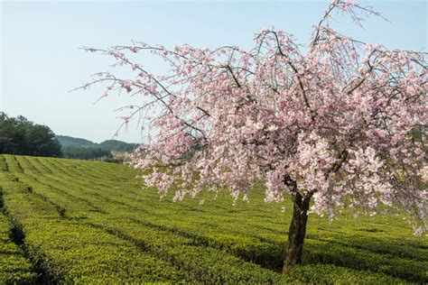 Cherry Blossom Trees And Tea Gardens Stock Image Image Of Trees