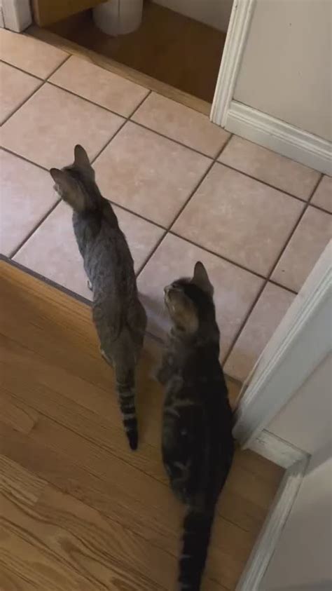 Danger Alert Album On Imgur