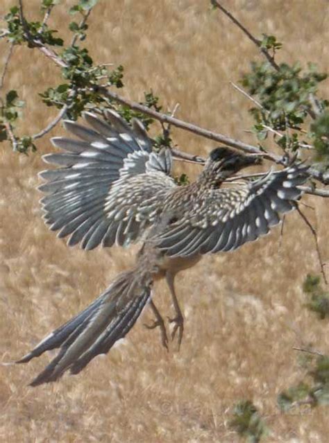Roadrunner Flight 60 Photos