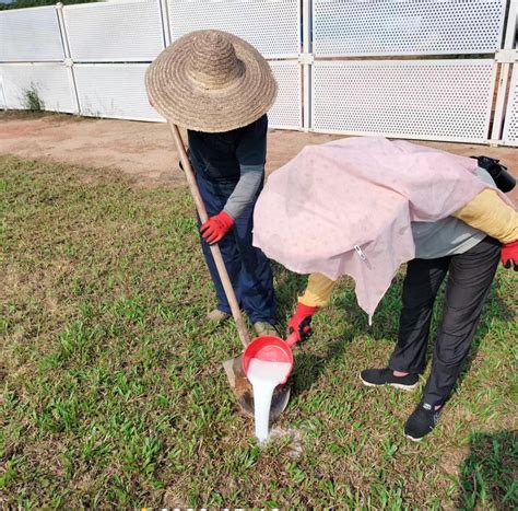 主题教育 新会校区全面打响红火蚁“阻击战” 广州华商职业学院江门校区