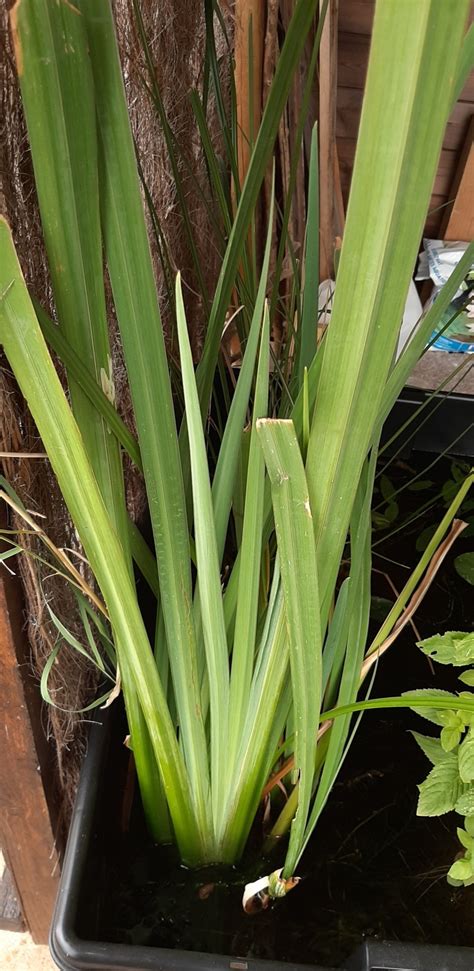 Snapc119 Free Image Hosting Service