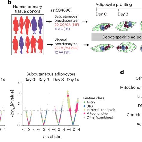 Effects Of The Rs1534696 Allele On Human Primary Adipocytes A