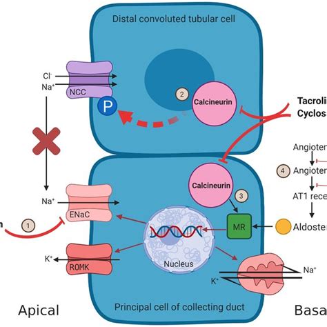 Clinical Manifestations Of Hyperkalemia Hyperkalemia Is Usually Download Scientific Diagram