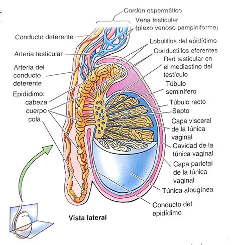 Anatomia Ii At Emaze Presentation