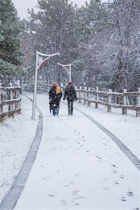 감기 걷고 있는 겨울 겨울 동화나라 겨울 옷 겨울 탈출 겨울철의 경치 경치가 좋은 계절 고요한 길 나무 낭만적인 농촌의 눈 눈 내리는 눈송이