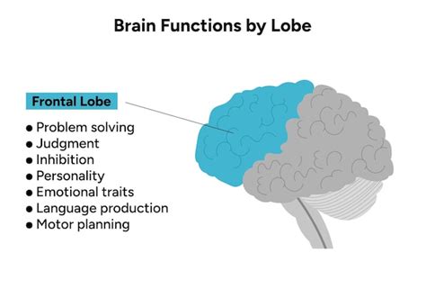 Premium Vector Brain Functions By Lobe Frontal Lobe