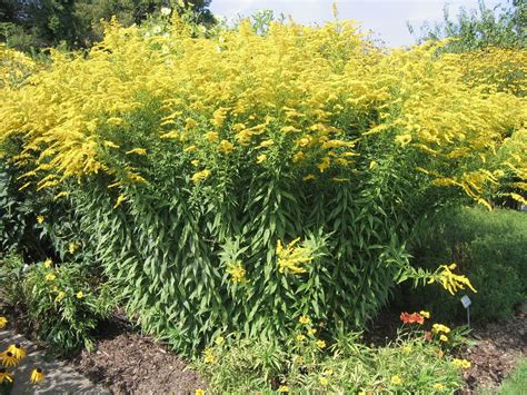 Solidago Planter Et Entretenir Ooreka