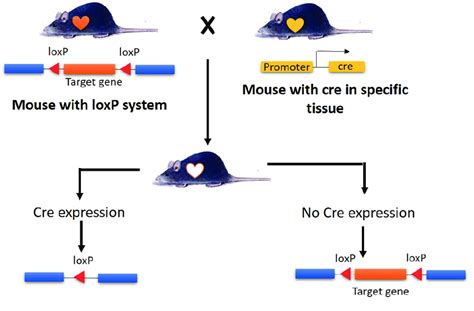 The Cre Loxp System Is Used To Generate Conditional Knockout