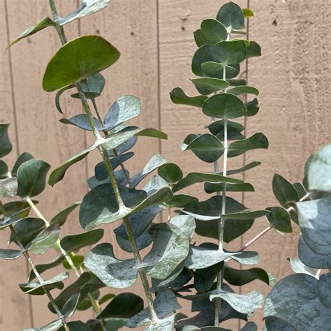 Eucalyptus Spiral Florabundance Wholesale Flowers