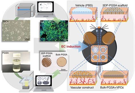 Schematic Illustration Of Revascularization Strategy Using Novel Pgsa Download Scientific