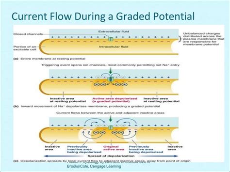 Graded And Action Potential In The Membranepptx