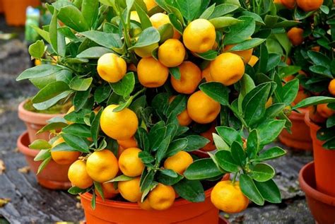 How To Grow Calamondin Trees
