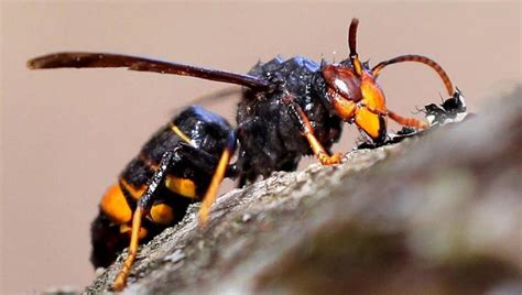 Revelan Por Qué Las Abejas Mueren Tras Picar Pero Las Avispas Siguen