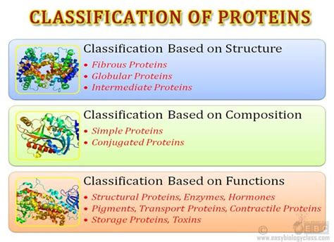 How Proteins Are Classified Biochemistry Notes EasyBiologyClass