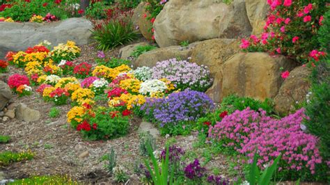 11 Easy No Mow Grass Alternatives For Lawns