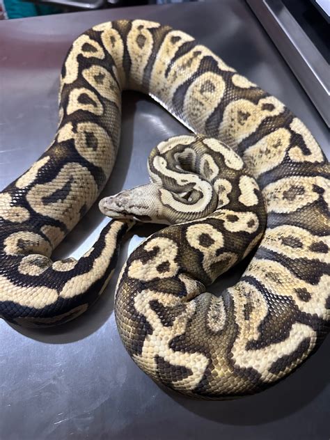 Ghi Firefly Ball Python By Henley Reptiles Morphmarket