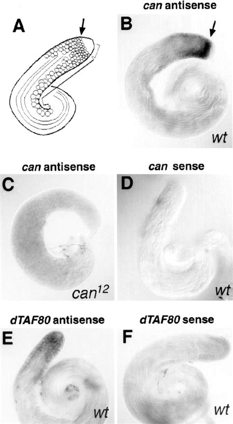 Developmental Regulation Of Transcription By A Tissue Specific Taf Homolog