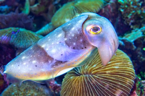Cute Cuttlefish Can Cuttlefish Ink Be Bear Spray Against Sharks