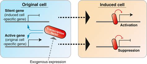 The Role Of Pioneer Transcription Factors In The Induction Of Direct Cellular Reprogramming Pmc