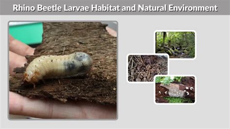 Rhino Beetle Larvae Care