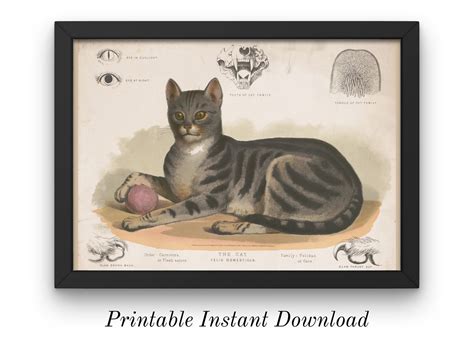 Cat Artwork Vintage Illustration Print Scientific Classification