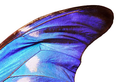 Butterfly Wings Side View Blue