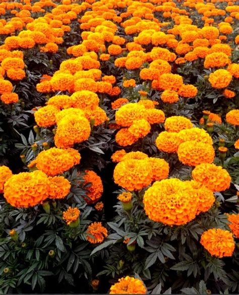 Flores De Otoño El Festival En La Cdmx Para Los Amantes De Las Plantas