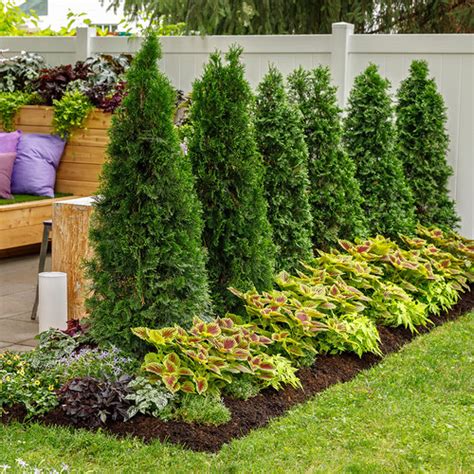 Columnar Arborvitae Varieties Emeralds Vs Green Giants Dueling Thujas