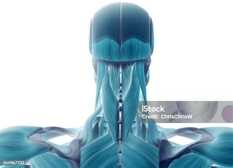 인간의 근육 시스템 이미지와 같은 엑스레이 3d 일러스트레이션 0명에 대한 스톡 사진 및 기타 이미지 0명 건강관리와 의술 과학 Istock