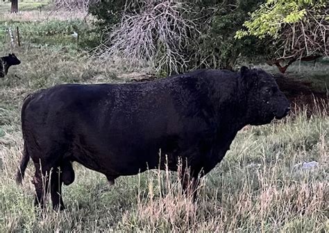 Tenet Beef Yakima Wa