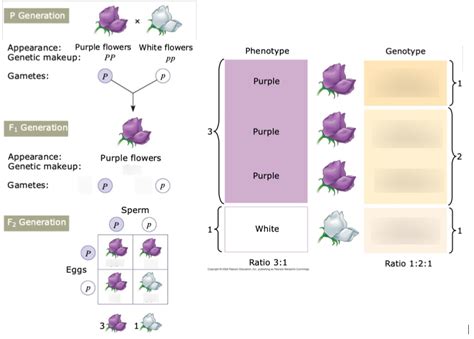 Diagram Of Genetics 1 Mendelian Inheritance Sdl Images Quizlet