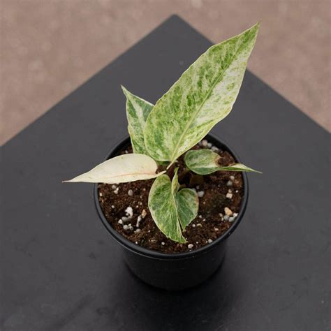 Anthurium Hookeri Variegated Gabriella Plants