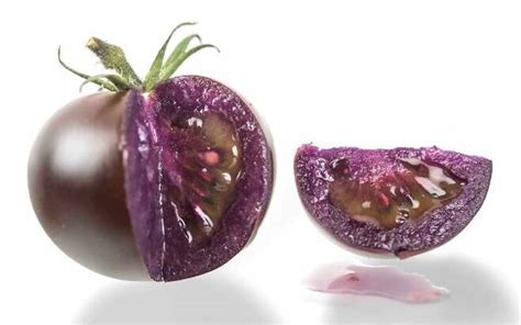 항산화물질 10배 보라색 Gmo 토마토 드시겠습니까