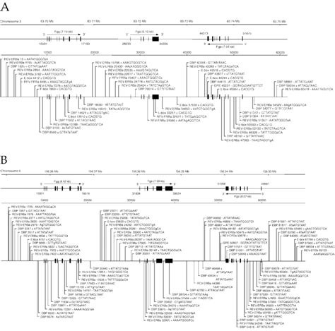 Distribution Of Candidates For Binding Sites Of Circadian Transcription