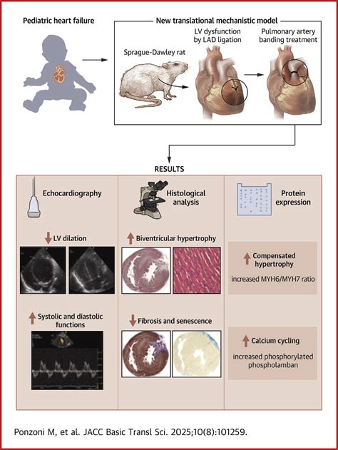 Controlled Right Ventricular Pressure Overload Can Rescue Left