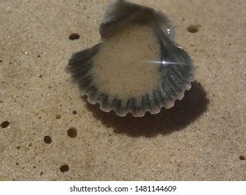 Pipi Shell Images Stock Photos Vectors Shutterstock