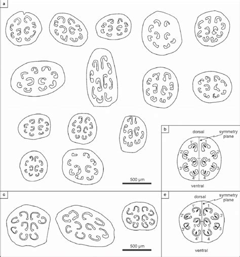 A Redrawn Specimens Of Palaxius From The Cenomanian Of Egypt From Download Scientific Diagram